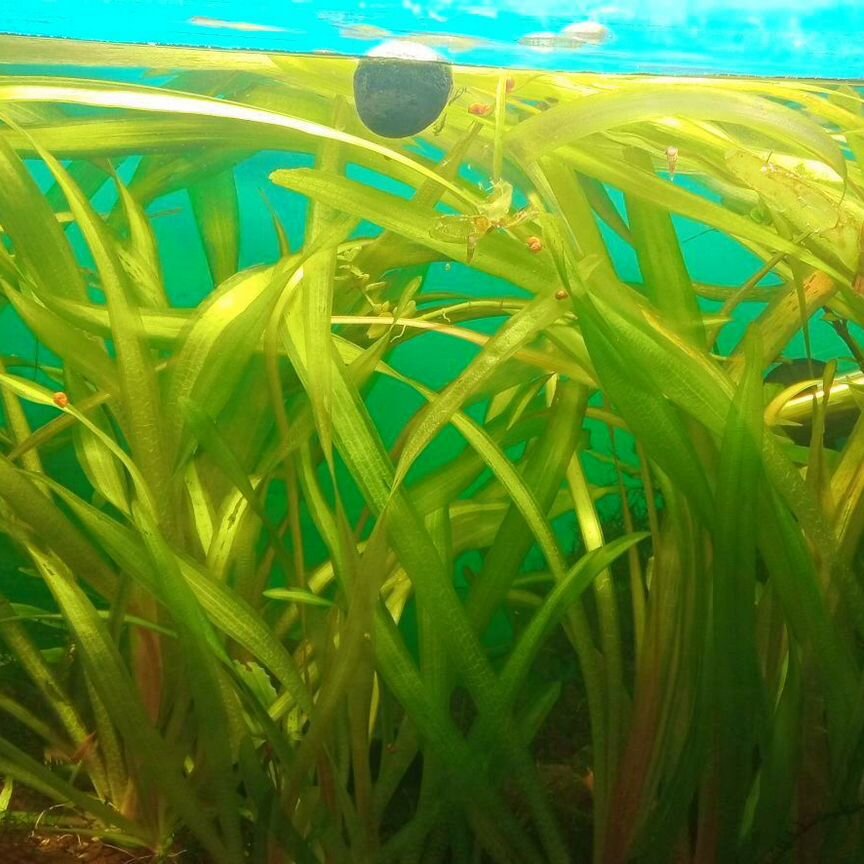 Валлиснерия гигантская