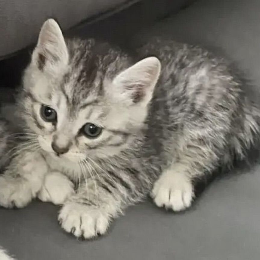 Британский короткошёрстный котёнок