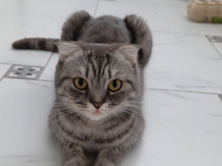 Шотландская вислоухая кошка бесплатно