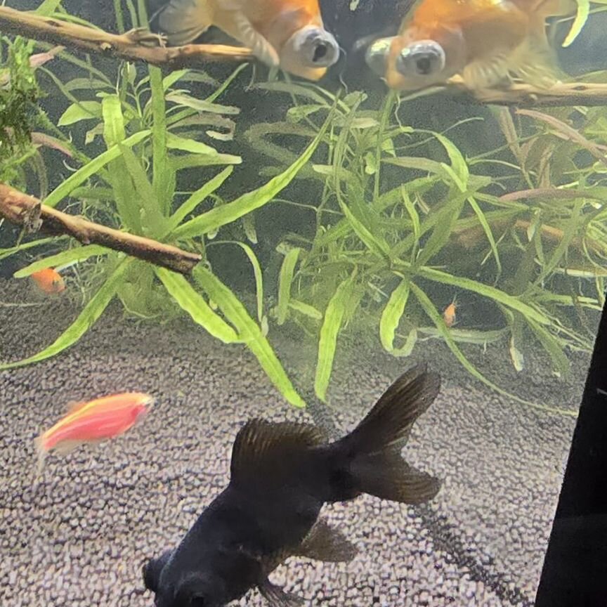 Золотые рыбки телескоп триколор и черные