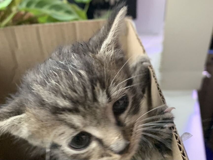 Котенок в добрые руки