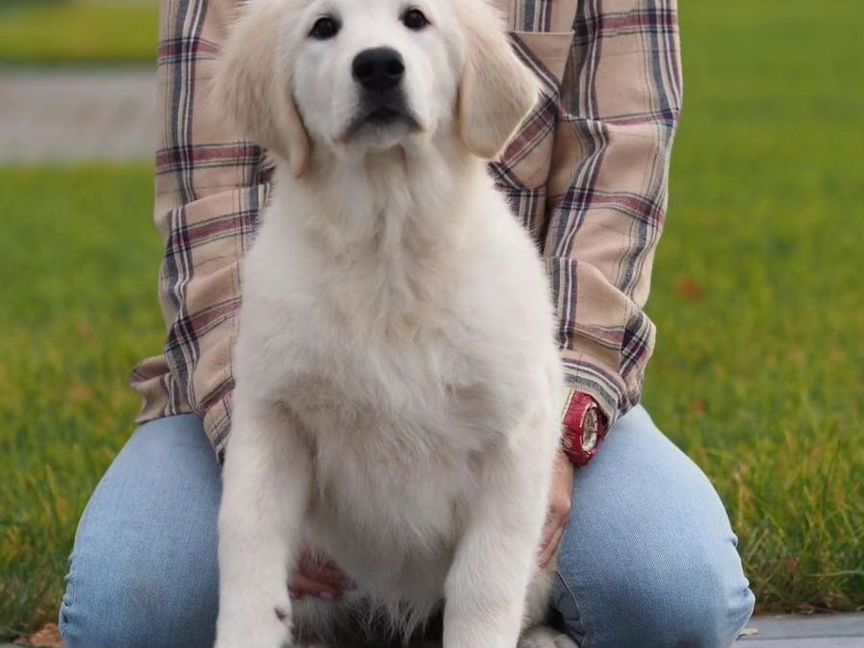 Золотой ретривер щенки