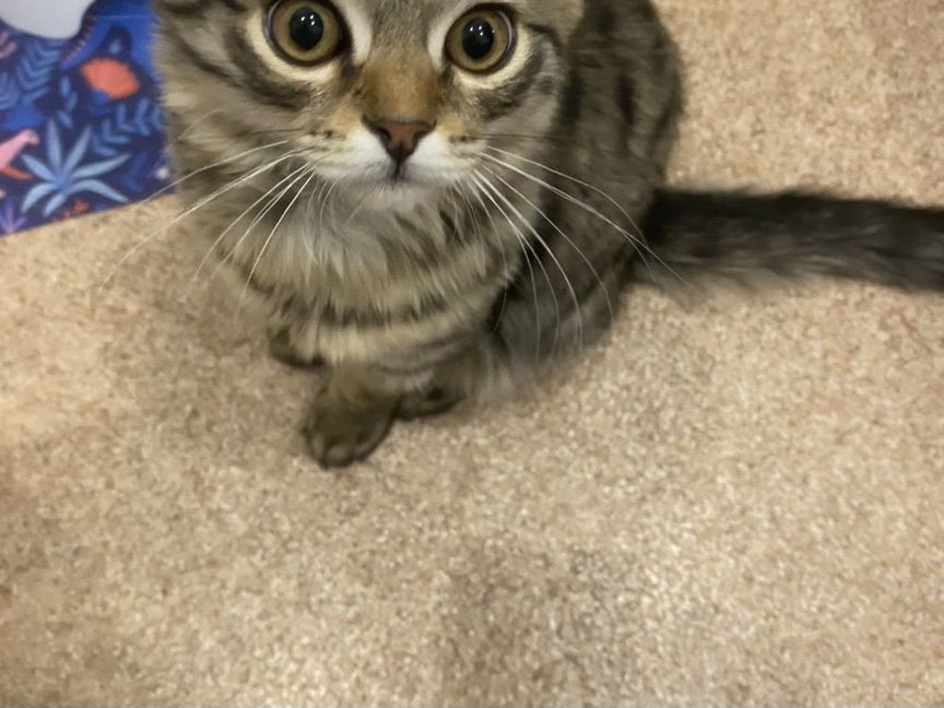 Котенок сибирский кот