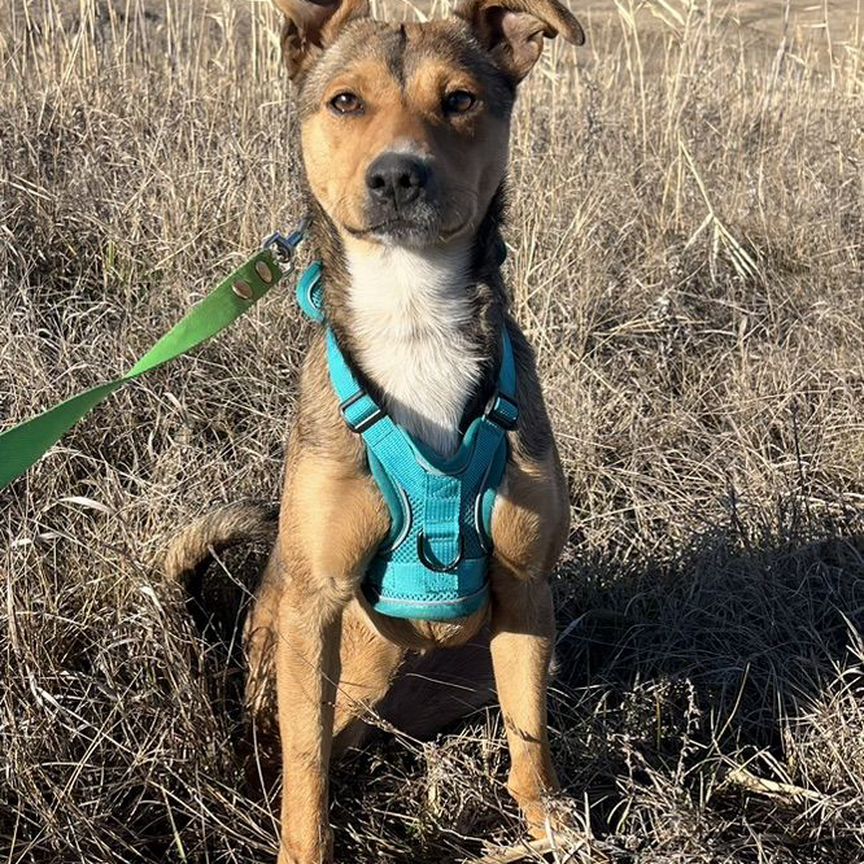 Щенок девочка в добрые руки