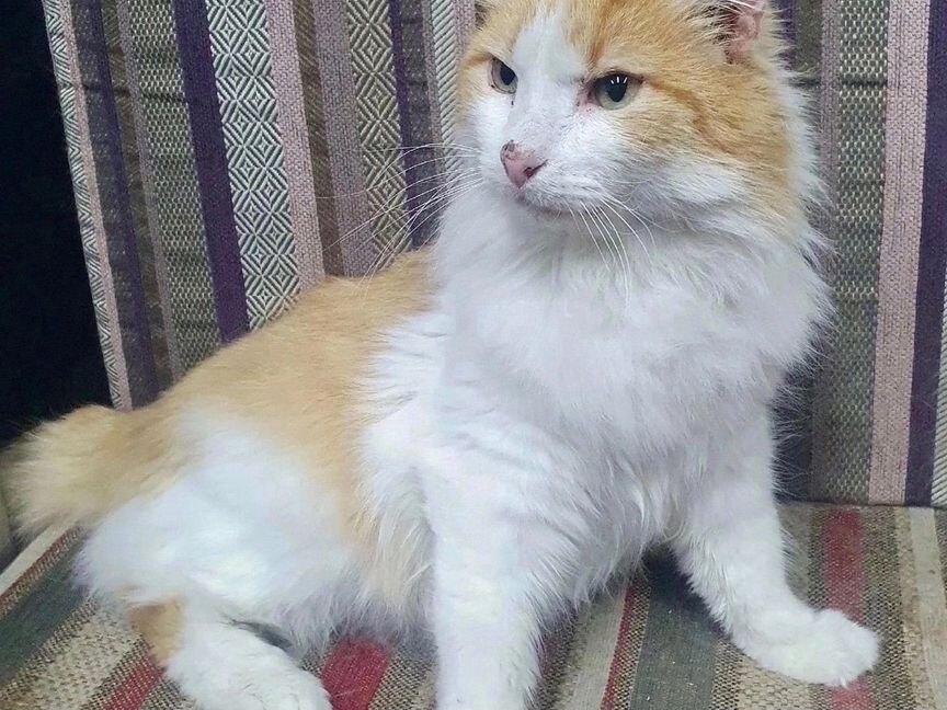 Обалденный котяра