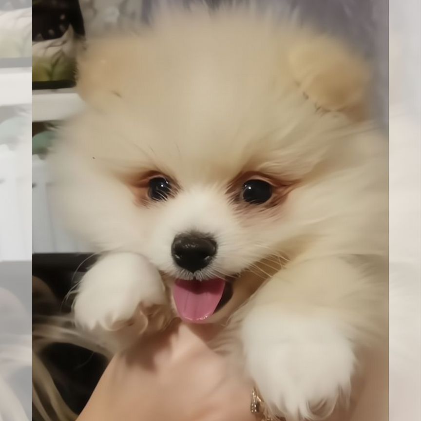 Померанский шпиц, щенок