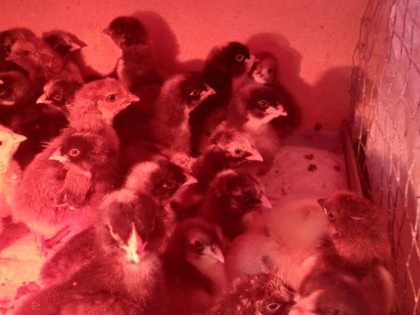 Цыплята от породных кур