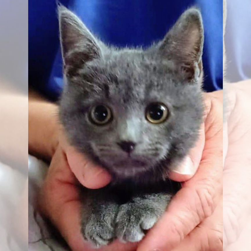 Котёнок в добрые руки