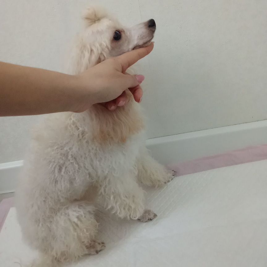 Пудель Девочка