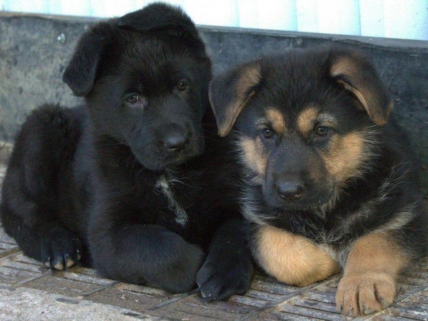 Щенки дрессированных,чистокровных немецх овчарок