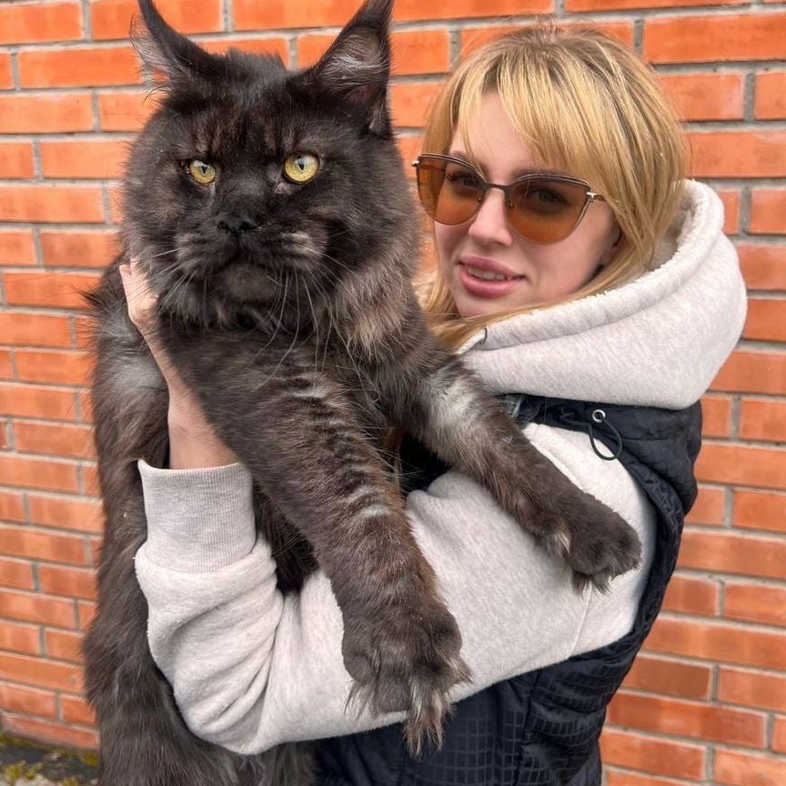 Мейн-кун премиум котики