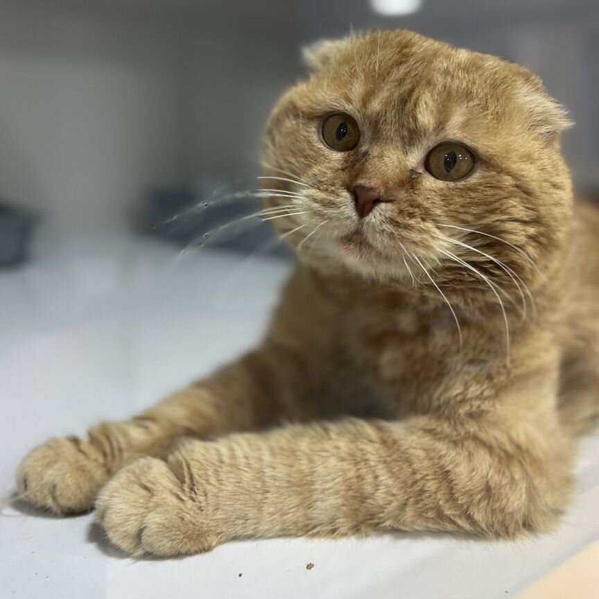 Взрослый кот в добрые руки