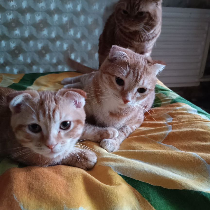 Рыжий котенок мальчик, 3.5 месяца клетку приучен