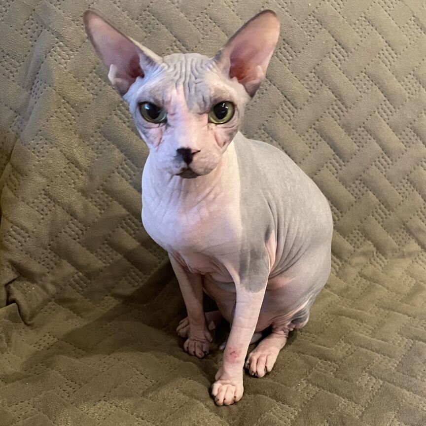 Канадский сфинкс, взрослая кошка