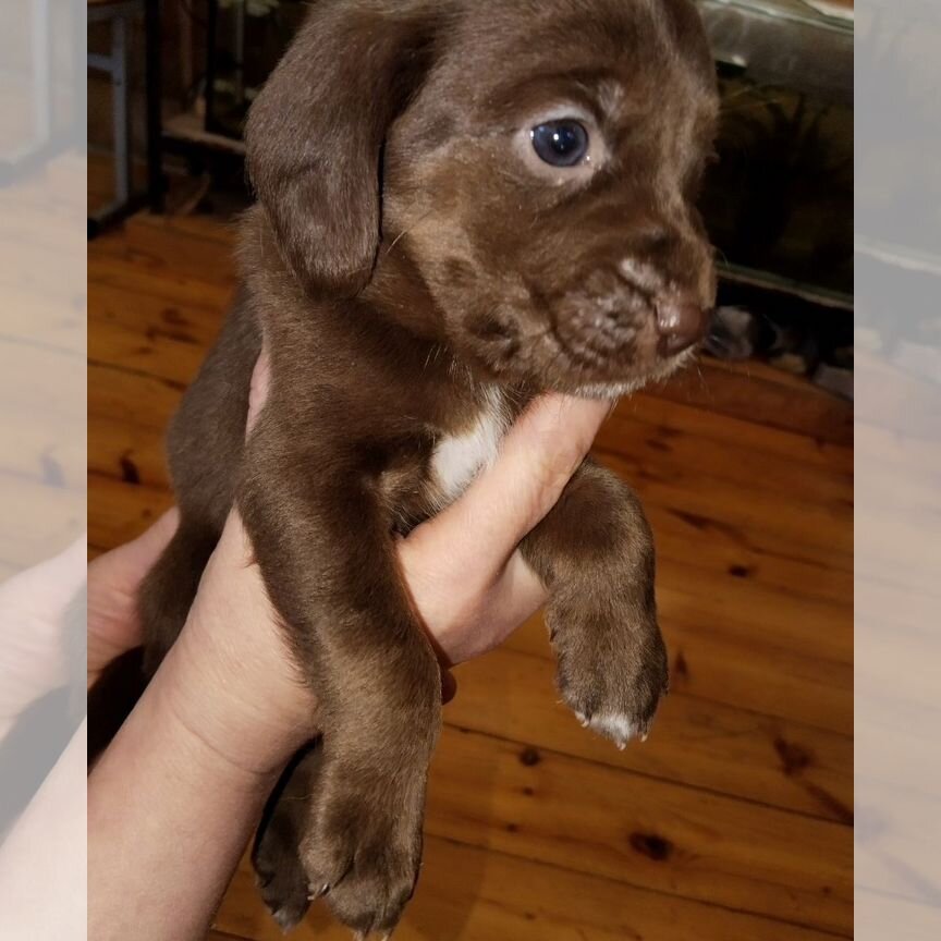 Русский охотничий спаниель, щенок