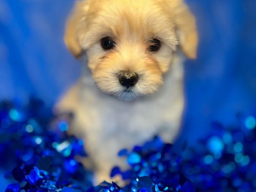 Мальтипу мальчик F1