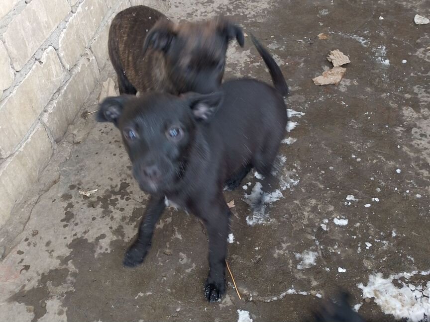 Отдам кутят. Мама дворняжка папа той-терьер