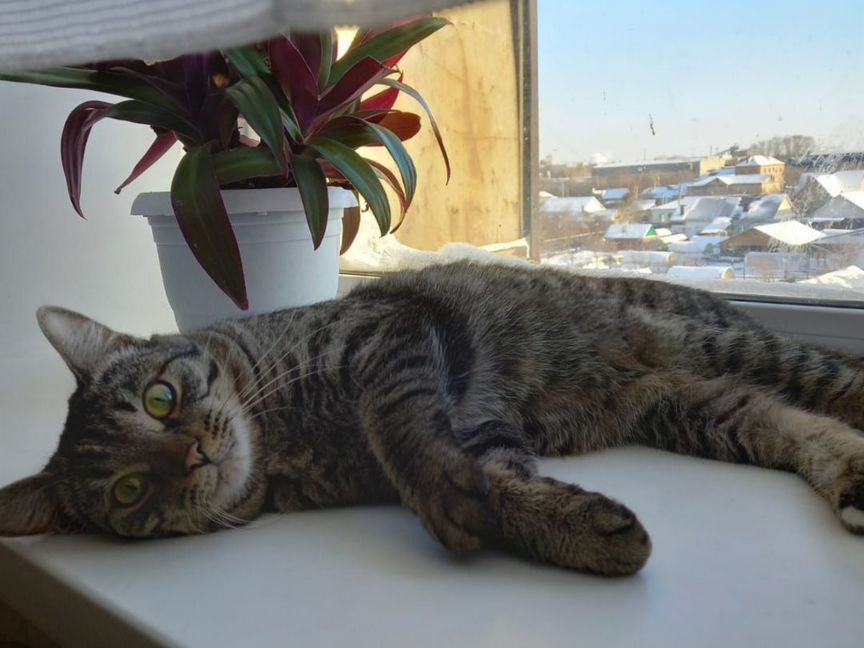 Брутал Василий