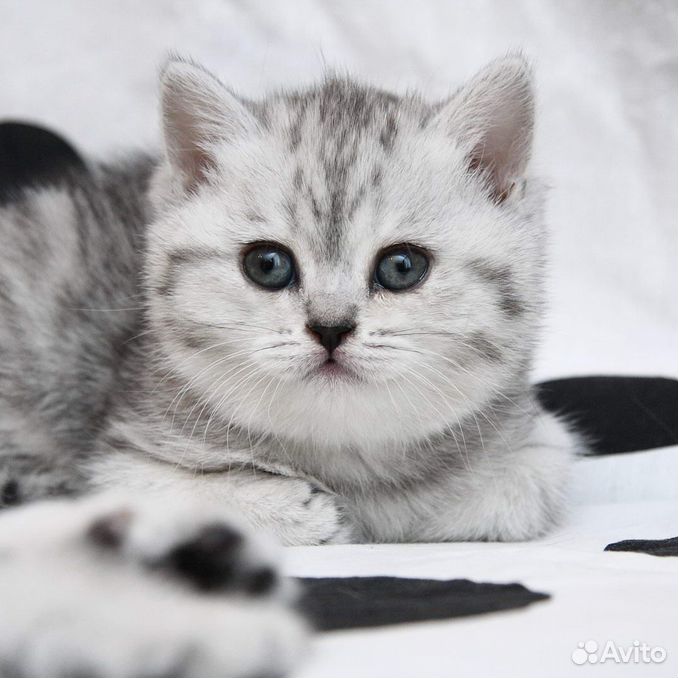 Серебристые пятнистые котята