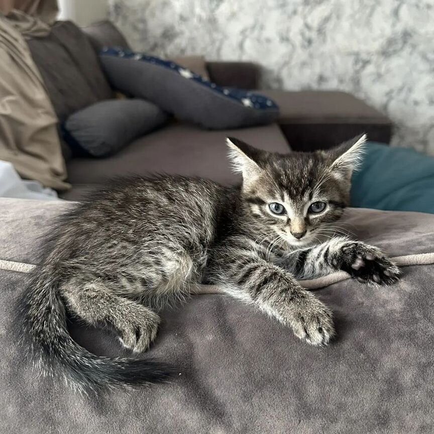 Котёнок в добрые руки