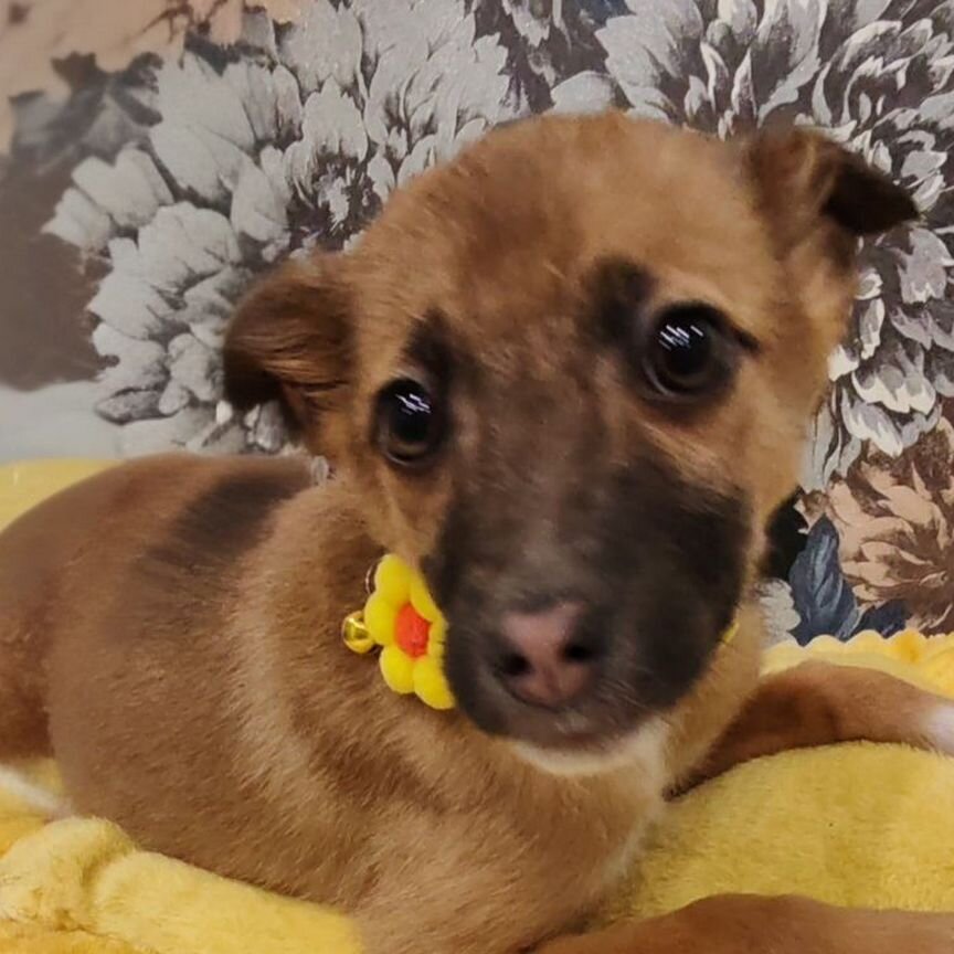 Щенок в добрые руки