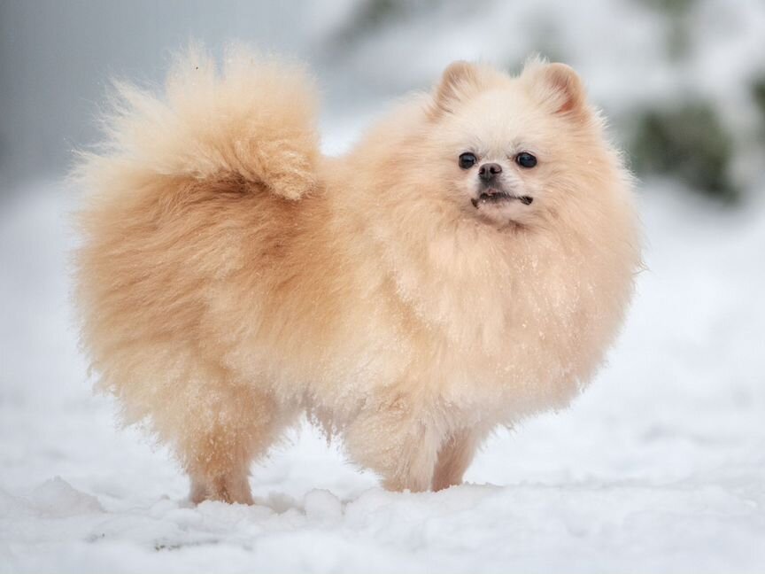 Померанский шпиц, девочка, 5 лет