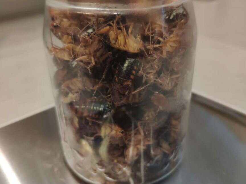 Туркменские тараканы заморозка