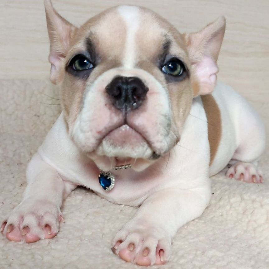 Французский бульдог, щенок