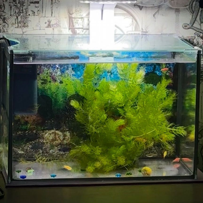 Аквариум с рыбками
