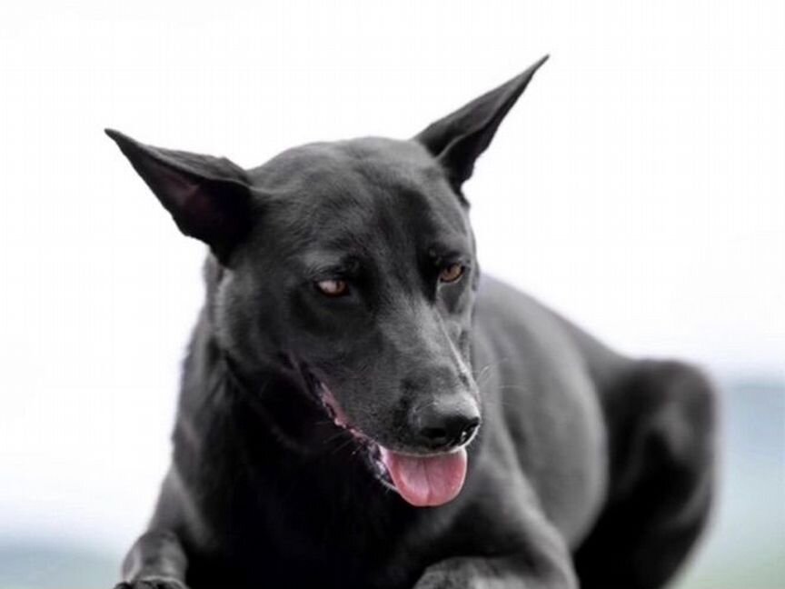 Собака красавица