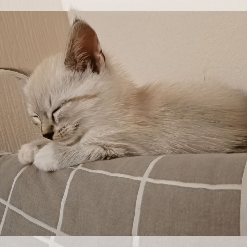 Котёнок в добрые руки