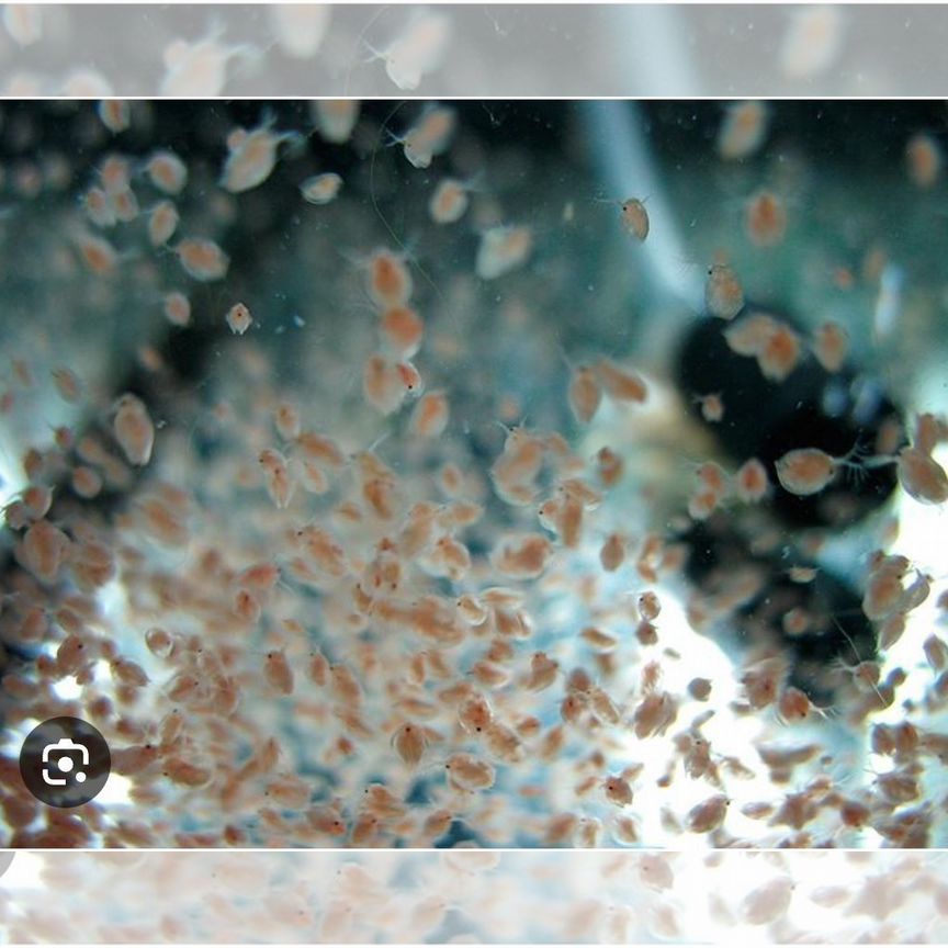 Дафния Моина