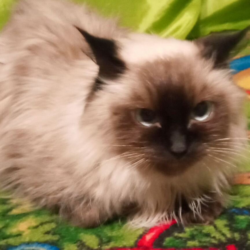 Тайская длинношерстная кошечка