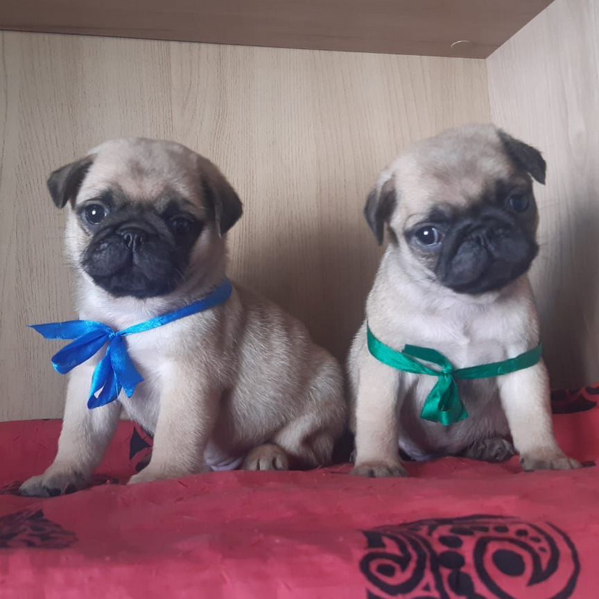 Мопс, щенок