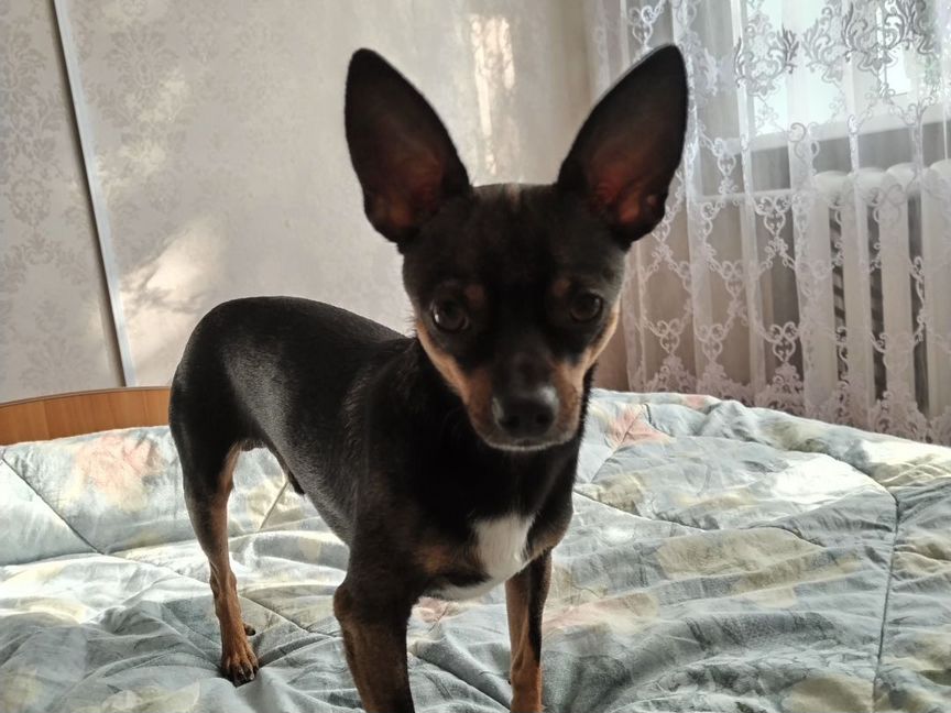 Мини той-терьер вязка