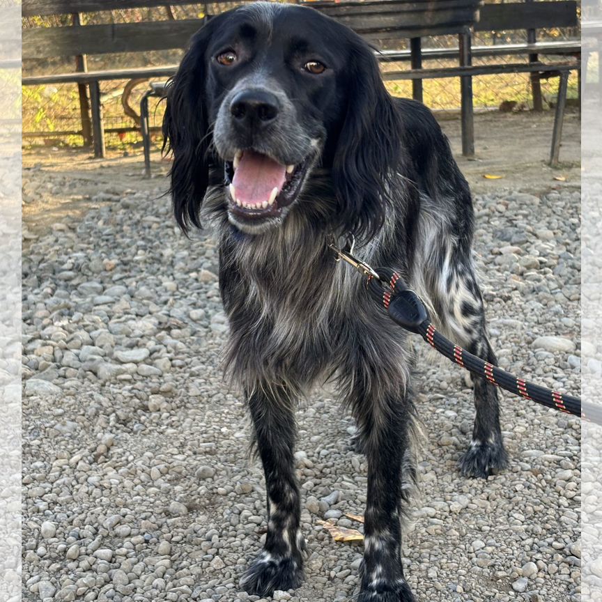 Английский сеттер, взрослый пёс