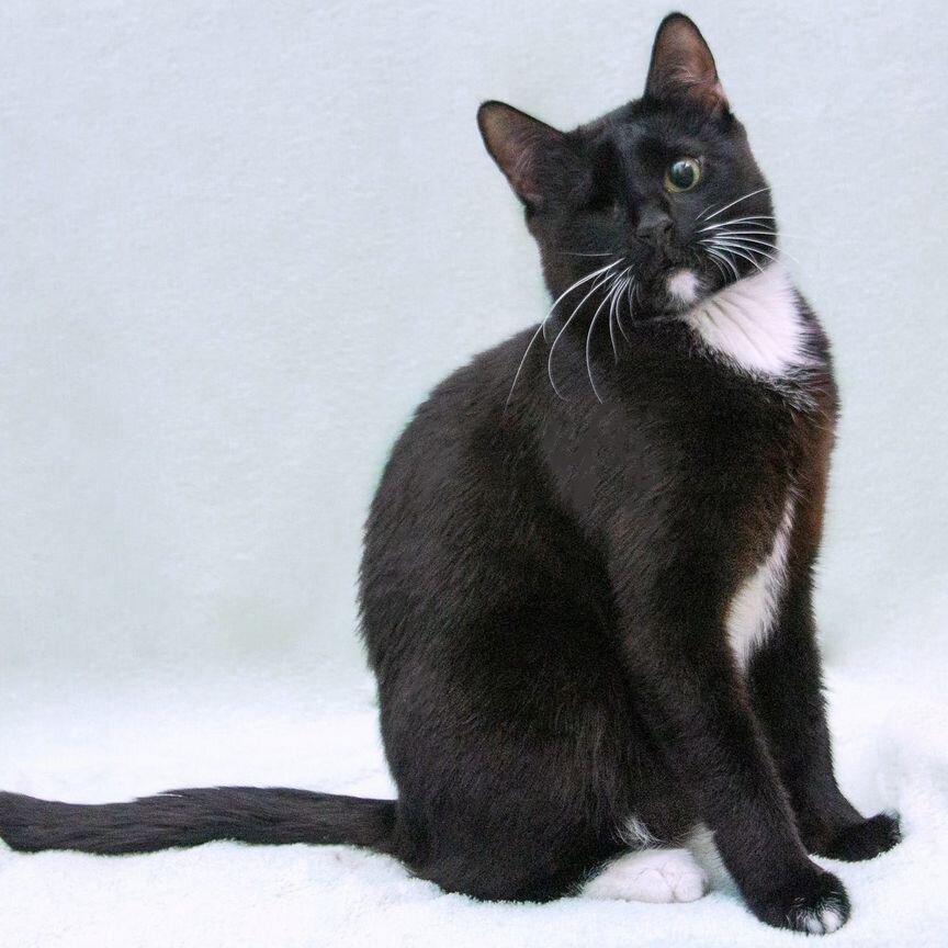 Одноглазый ласковейший кот Виталик