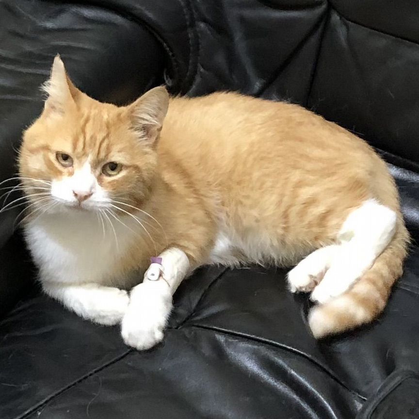 Котик ждет хозяев