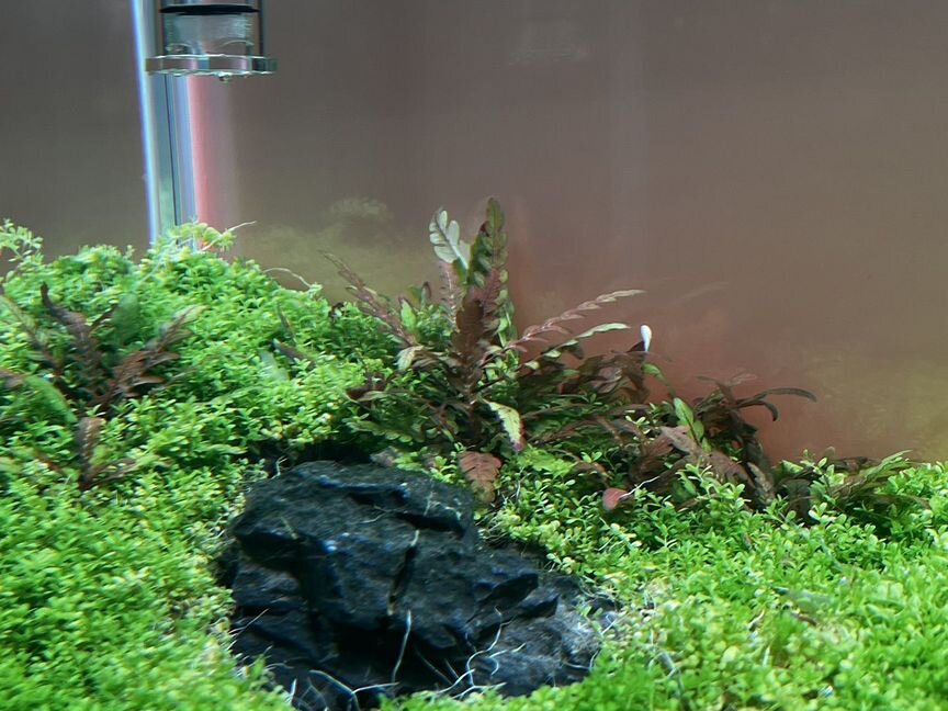 Гигрофила пиннатифида, из меристемы