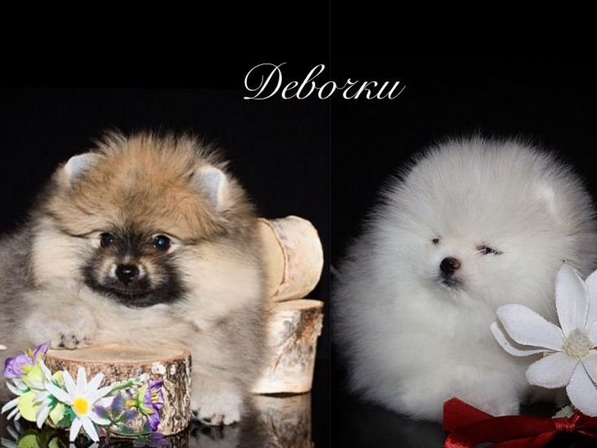 Щенки шпица пом