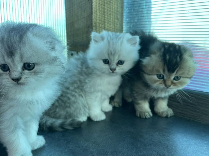 Шотландские котята