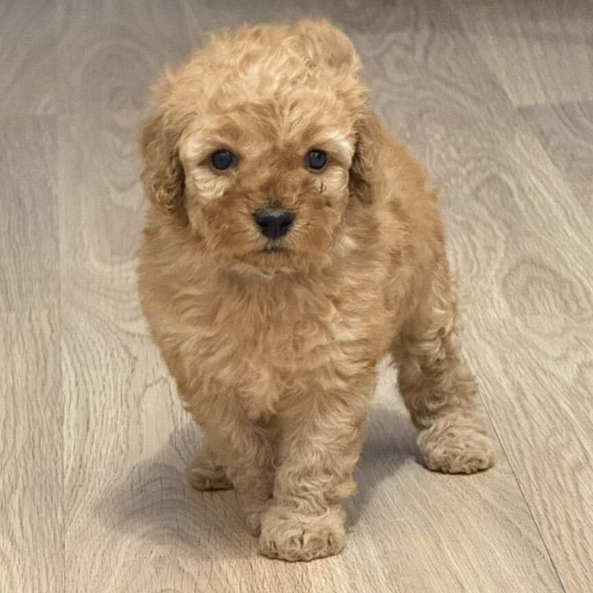 Пудель, щенок