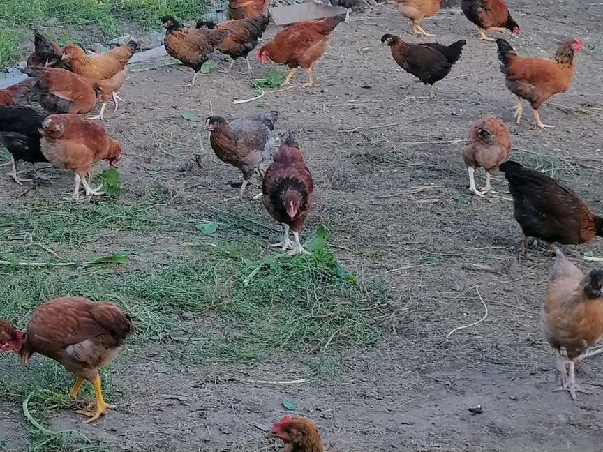 Куры молодки