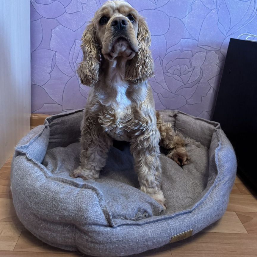 Лежак для собак или кошек