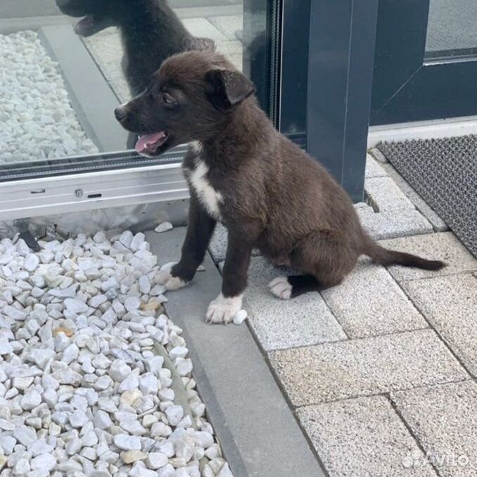 Брошенные щенки