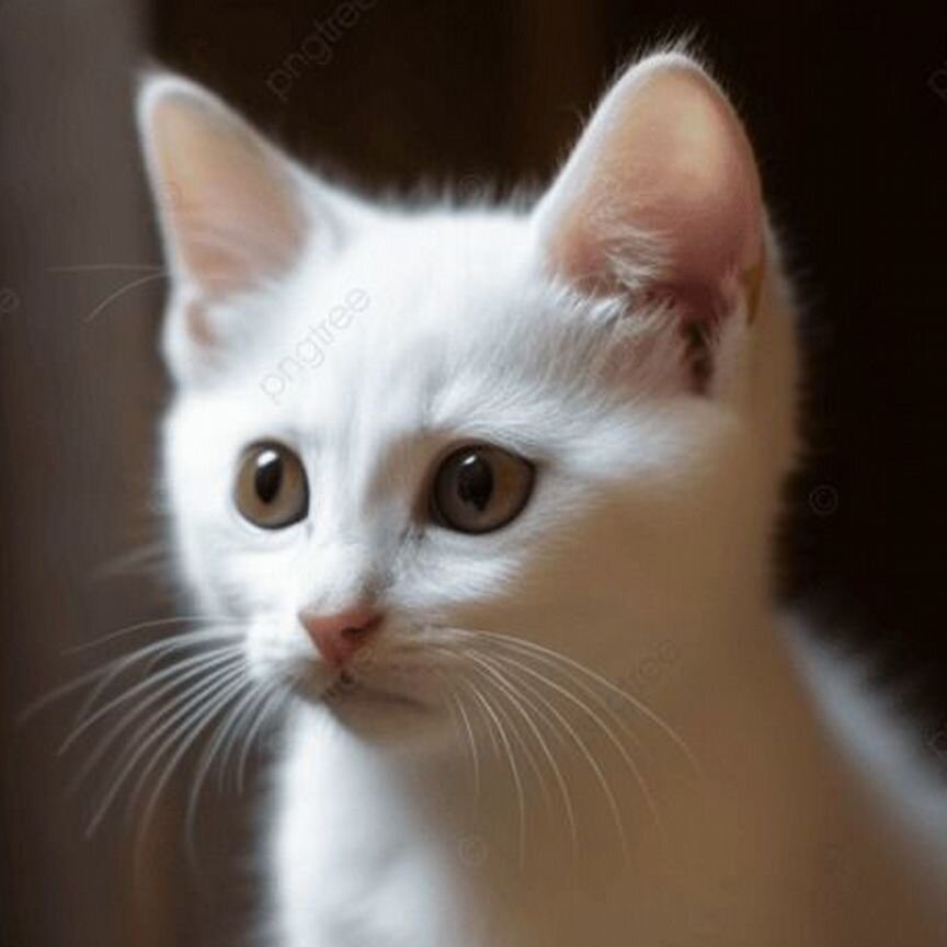 Турецкая ангора котёнок