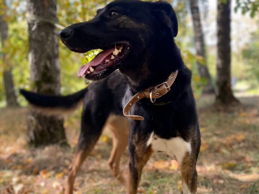 Собака Гера из приюта