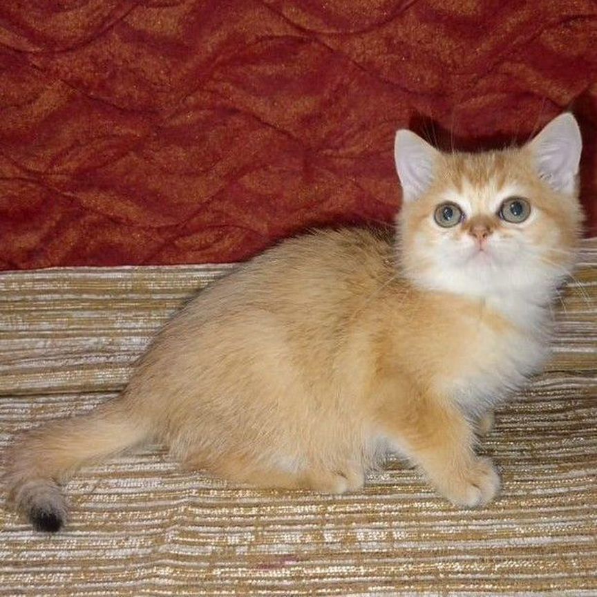 Шотландские золотые котята беби-фейс