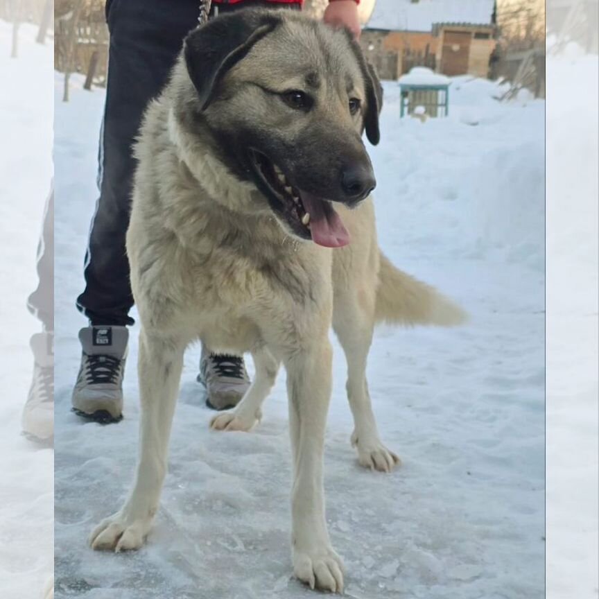 Пёс хороший охранник