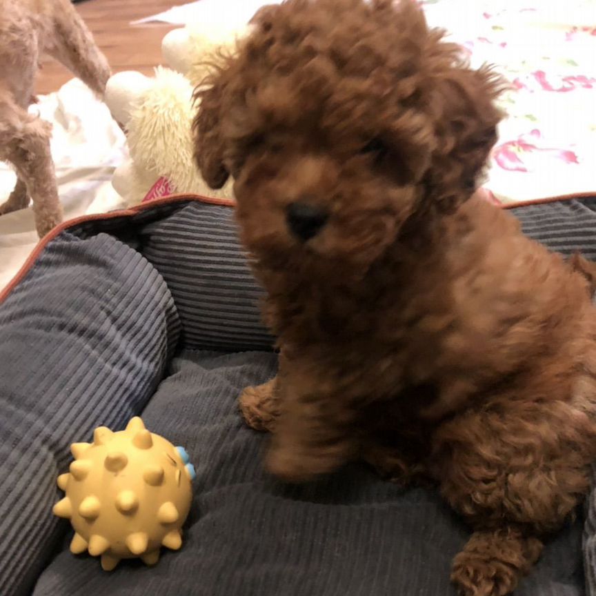 Той-пудель, щенок